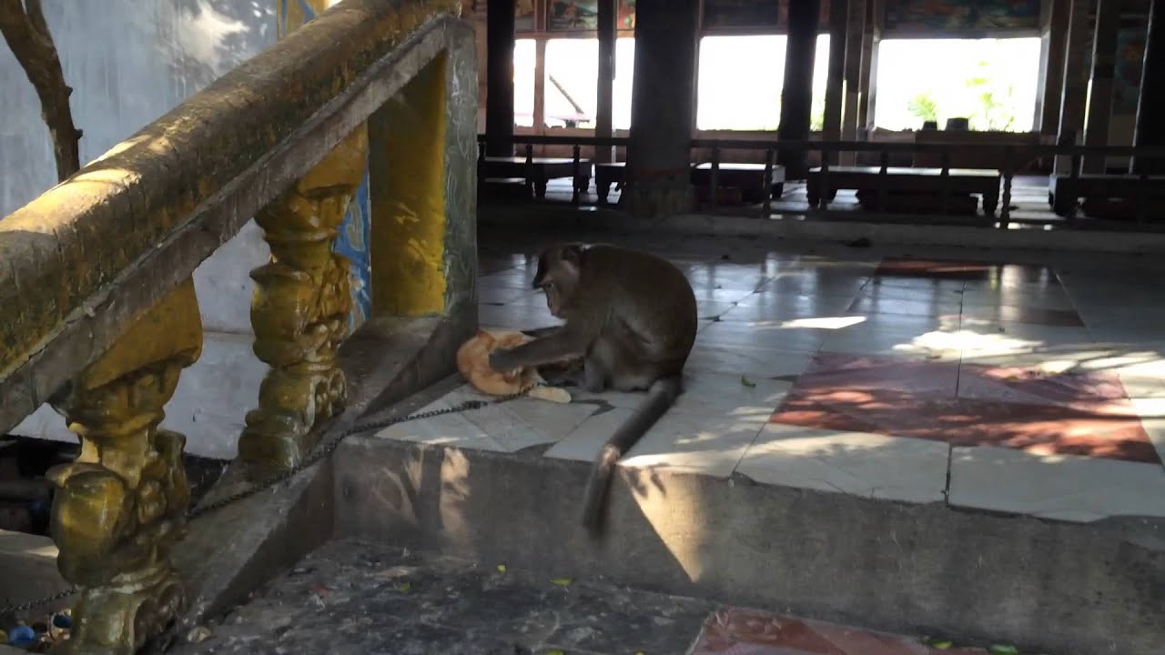 Monkey Preening a Cat--With a Surprise Ending - YouTube