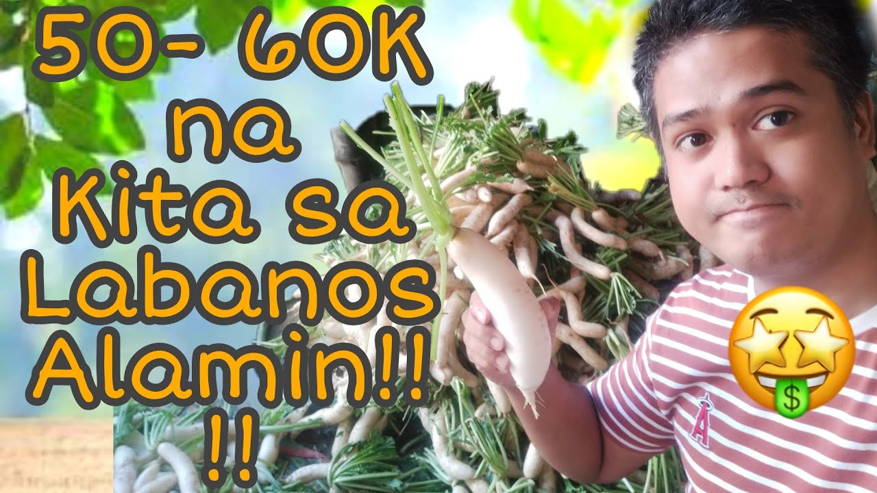Paano Magtanim at Kumita ng Malaki sa Labanos?! - YouTube