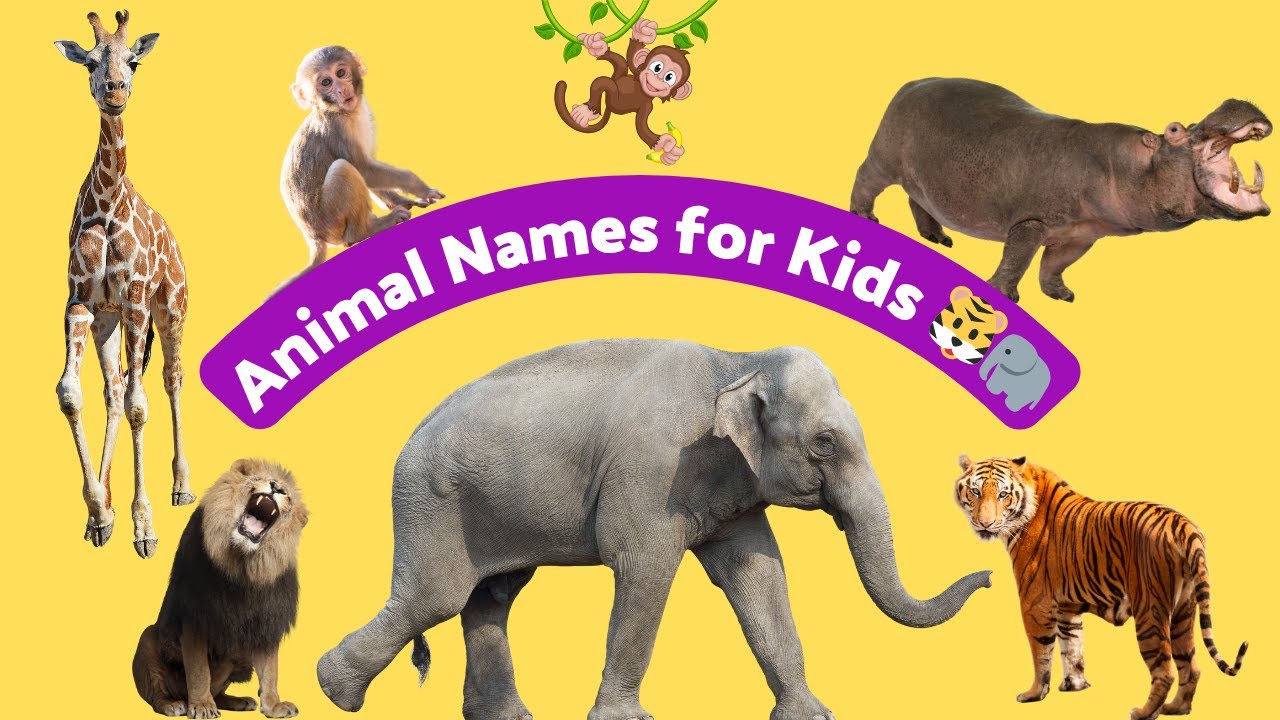 animal for kids || learn animal name for kids || animal animation and ...
