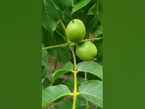 Экзотическое растение:"Царский орех "🥥🌰 / Exotic plant: "Royal nut ...