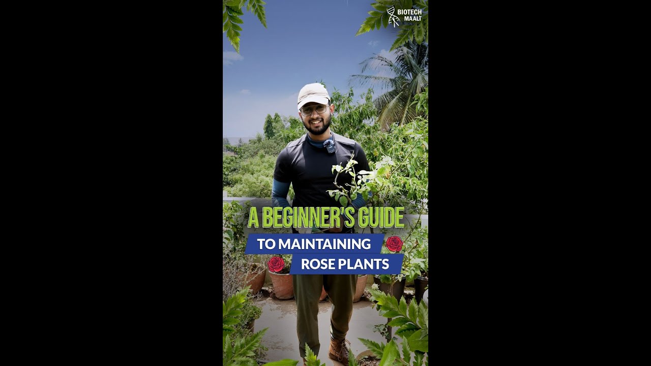 A Beginner's Guide to Maintaining Rose Plants - YouTube