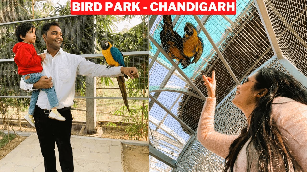 BIRD PARK - CHANDIGARH - Beautiful Birds to see - YouTube