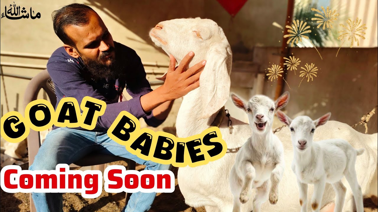 Goat Babies Coming Soon Cattle Explore - YouTube
