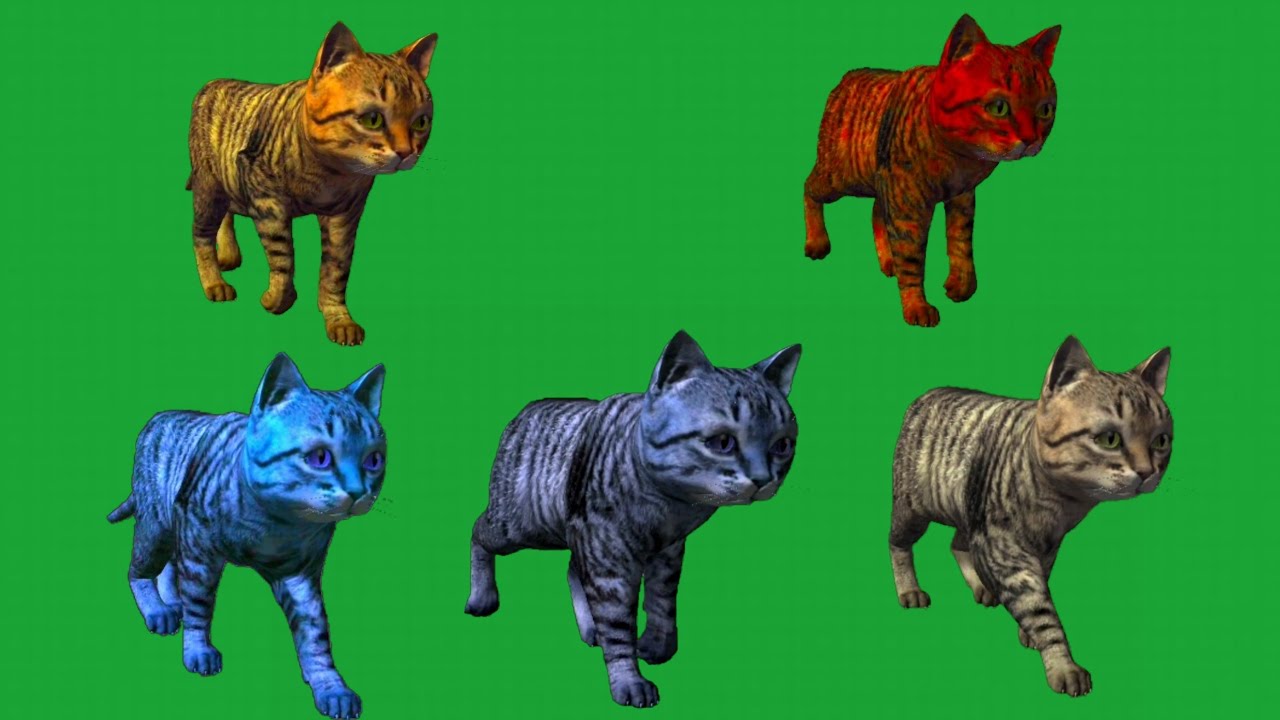 How To Free Download Green Screen Cats Video 8 Multiple Colors | بلی ...