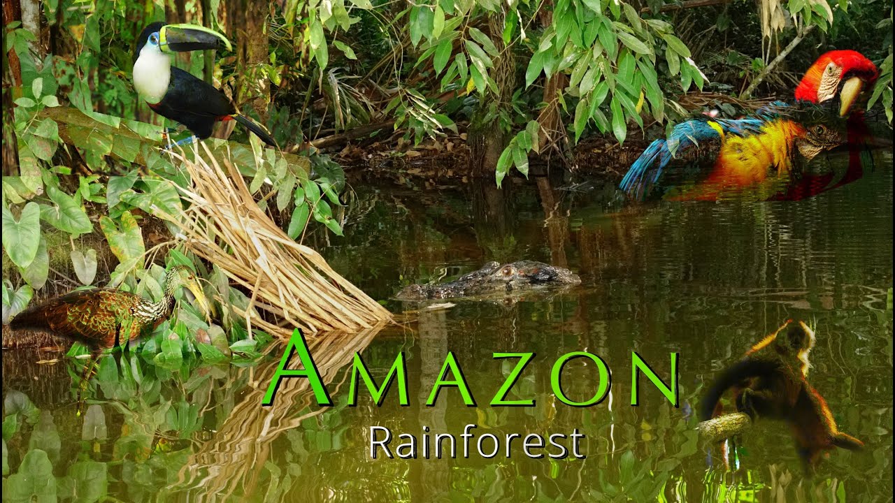 Amazon Wildlife | Peru | Tambopata National Reserve | The Amazing World ...