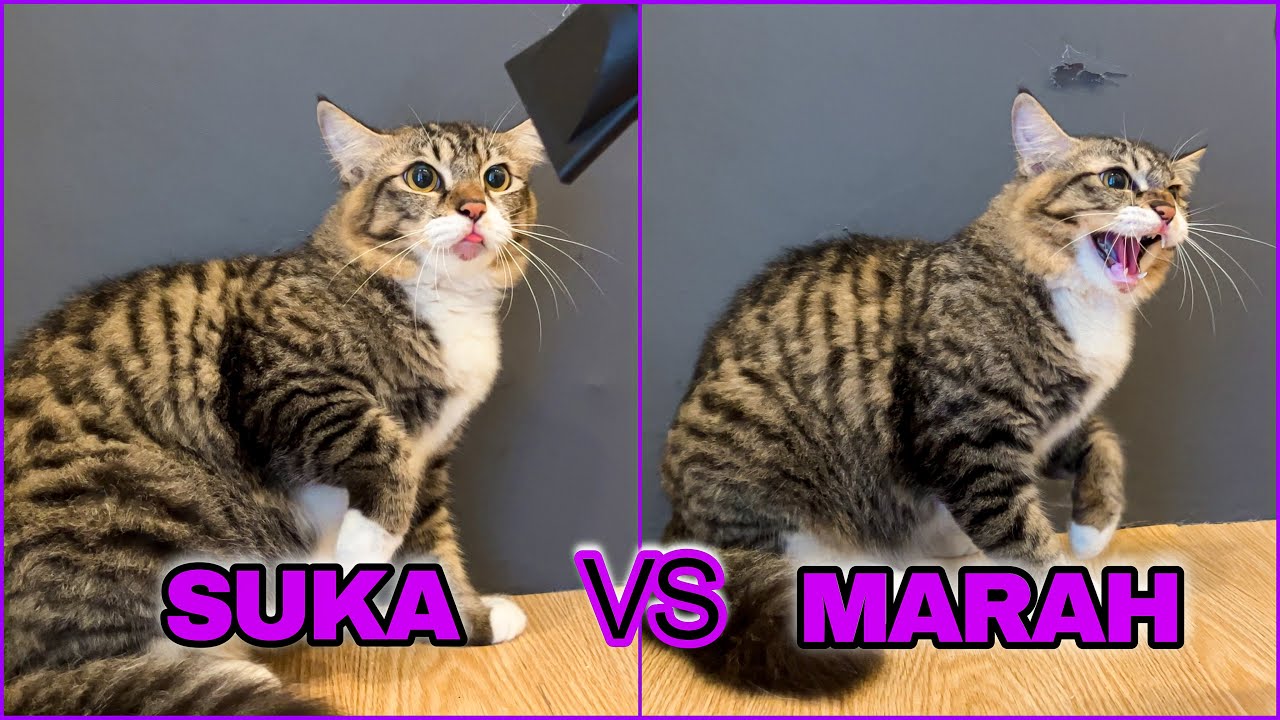 BARANG YANG DI SUKA KUCING VS TIDAK DI SUKA KUCING - YouTube