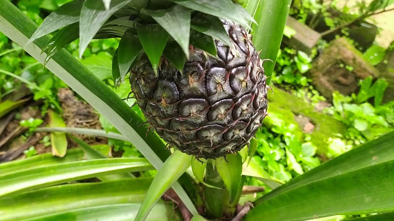 Propagation of pineapple and how to grow - YouTube