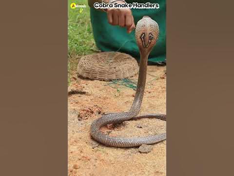 Cobra Snake Handlers #shorts - YouTube