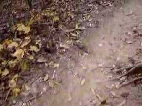 Skivvy Nine mascot and Bonekol - YouTube