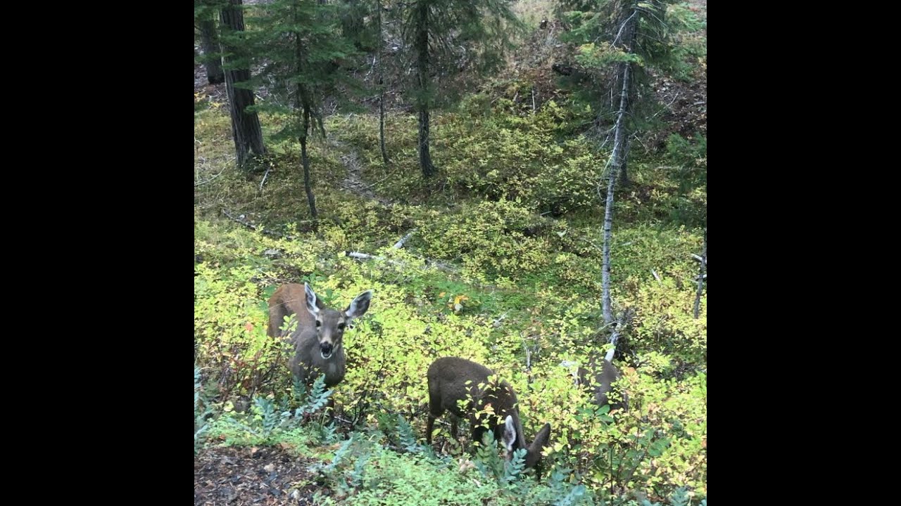 2020 Ca. B-zone Blacktail deer hunting: day 5 - YouTube