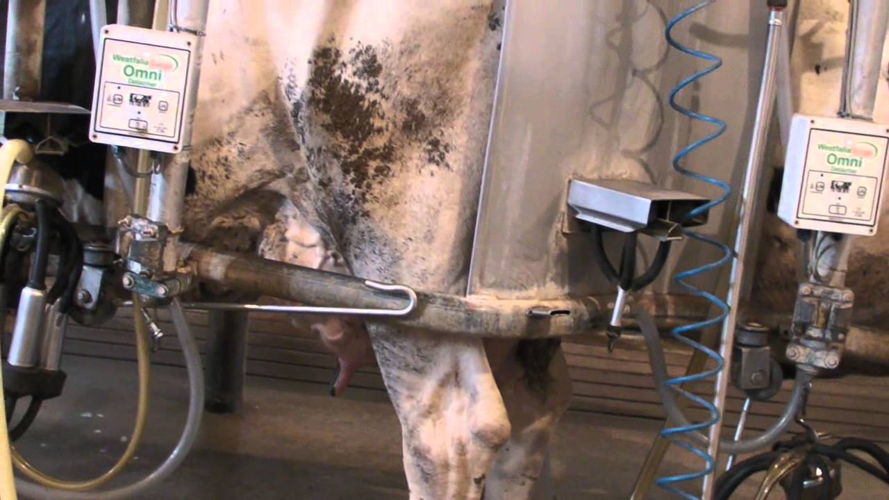 Visiting the Shatto dairy farm in Missouri ! - YouTube