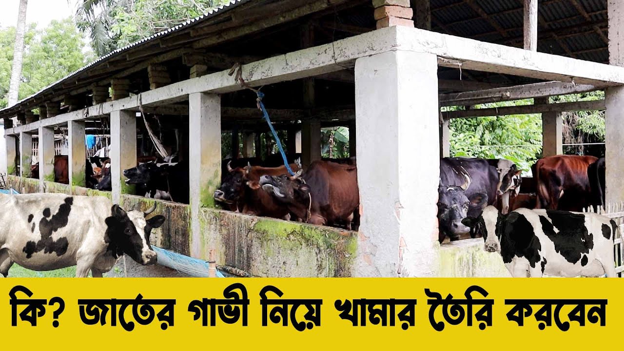 কি জাতের গাভী নিয়ে খামার তৈরি করবেন | dairy farm bd - YouTube