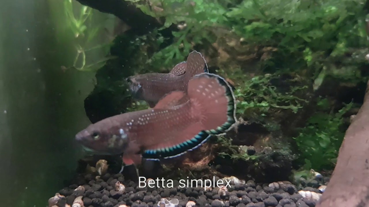 Betta simplex - Shrimp-Visions - YouTube