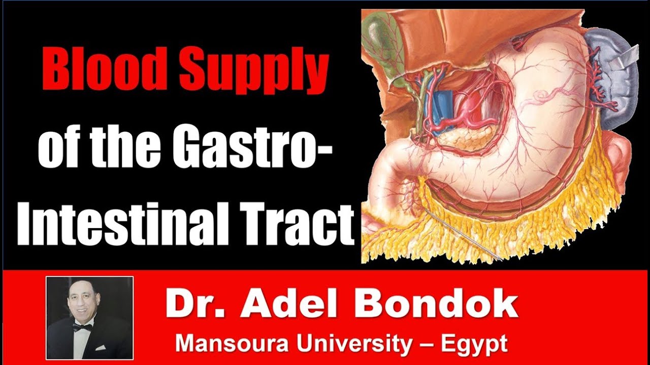 Blood Supply of the Gastrointestinal Tract, Dr Adel Bondok - YouTube