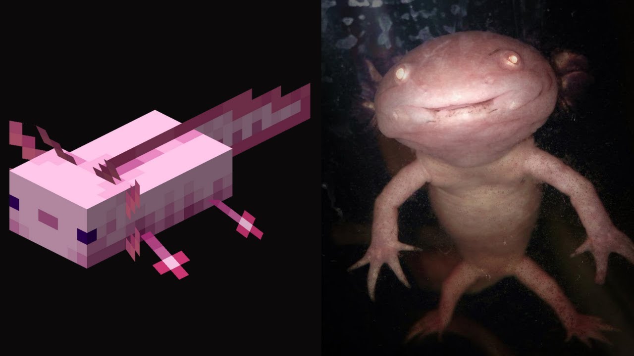 Minecraft Passive Mobs As Cursed Images (EXTRA CURSED) - YouTube