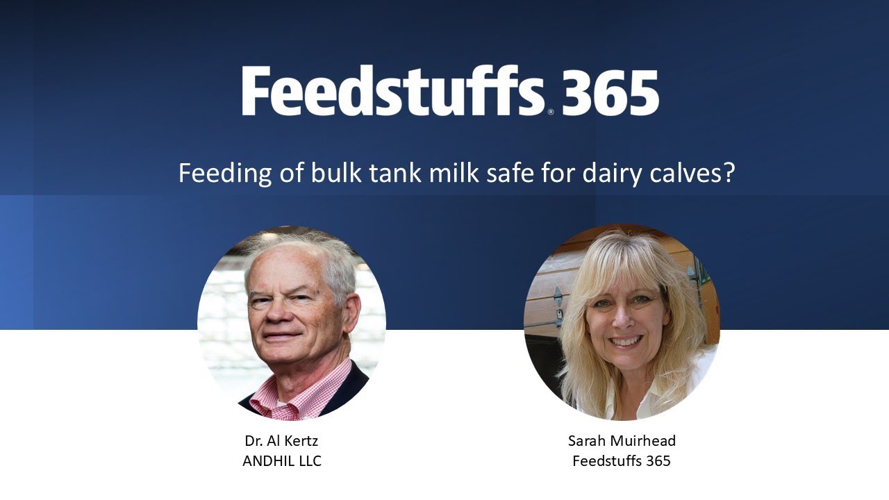 Feeding of bulk tank milk safe for dairy calves? - YouTube