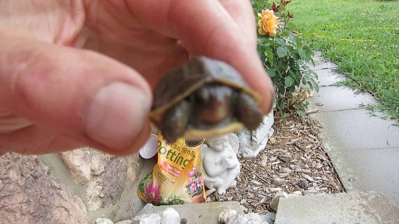 baby turtle video, tiny turtle - YouTube