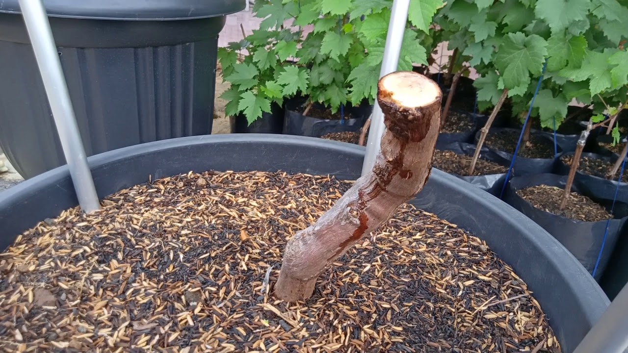 Cara grafiting Anggur di Bareroot - YouTube