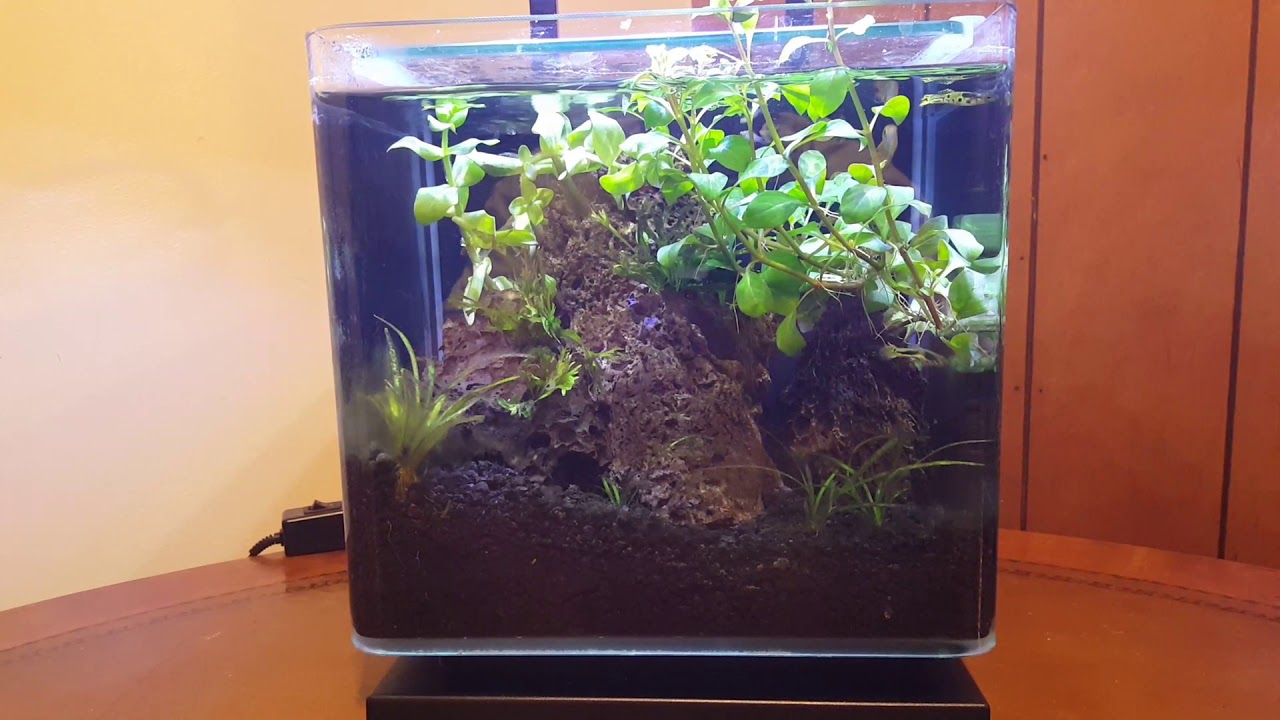 Freshwater Nano Aquarium - YouTube