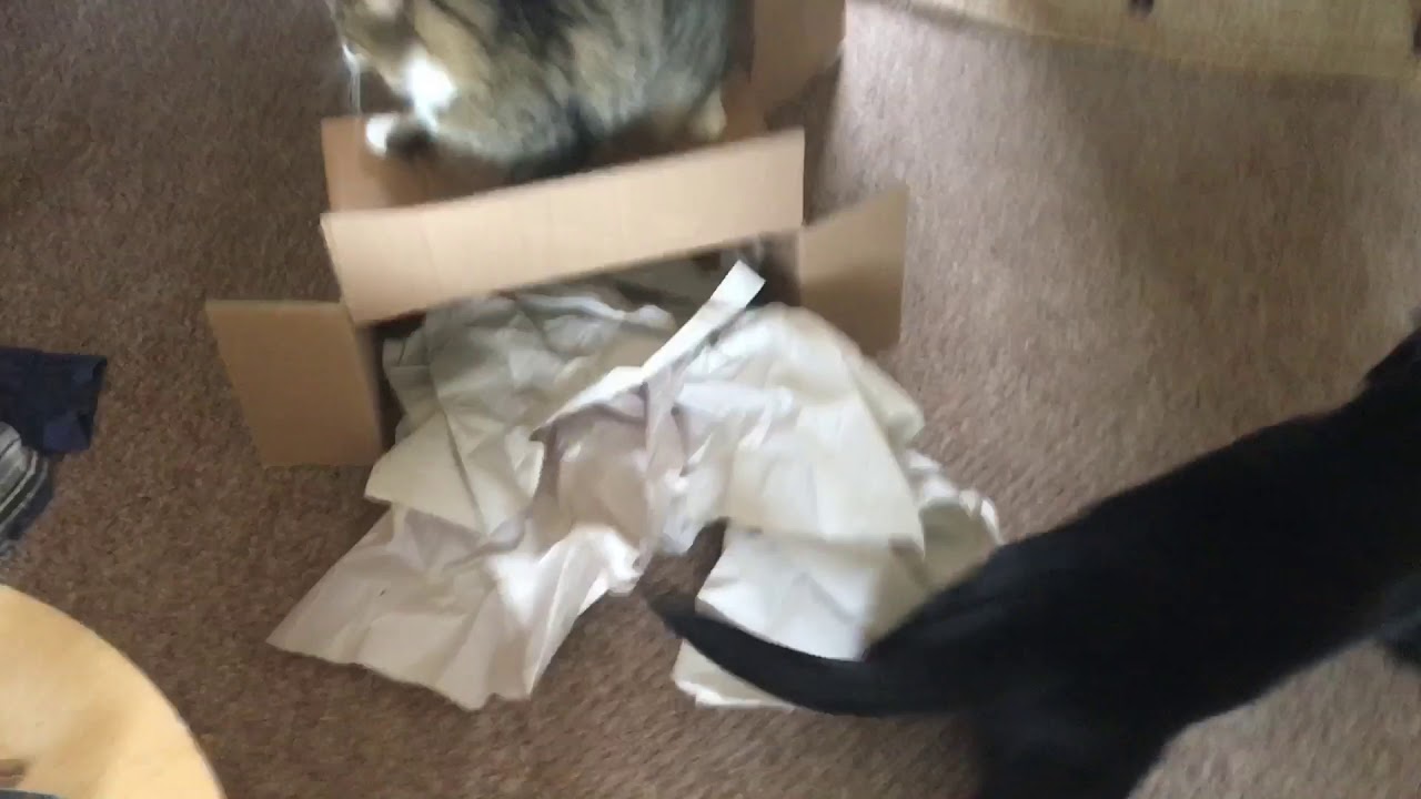 Happy birthday mittens! - YouTube
