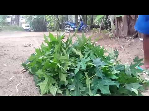 Ramban godhong tela nang kebon Bu Tukiyem bersama Mommy Ecil Life