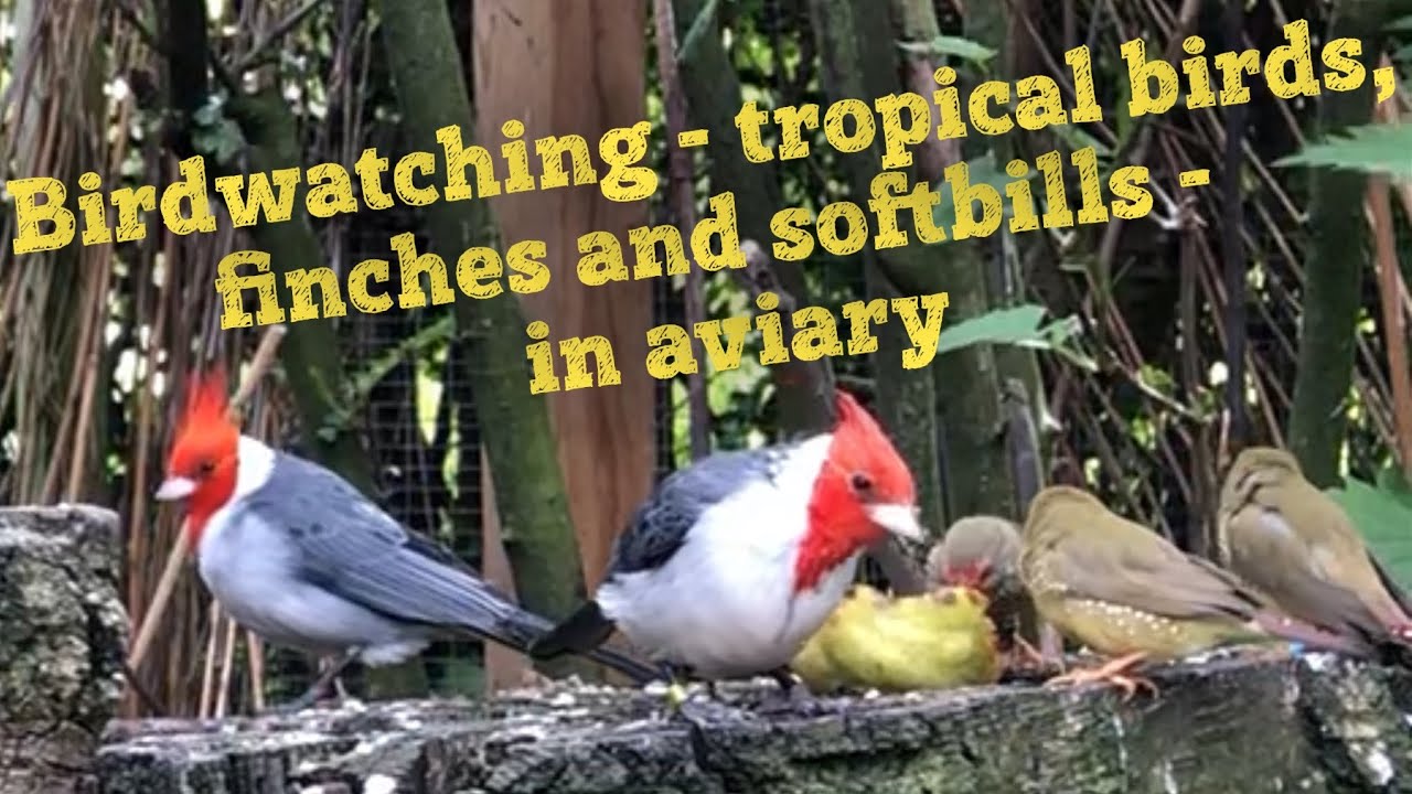 Finches and softbills in mixed bird aviary (2021 finch aviary) - YouTube