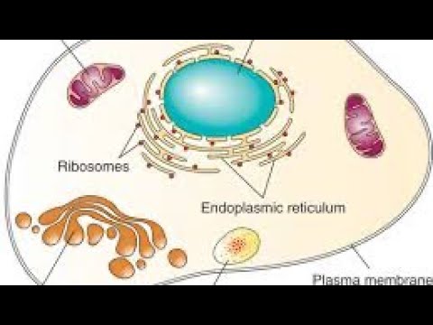 Anatomy Lect 3|| Cell is the functional unit of life|| Anatomical positions #pharmacure - YouTube