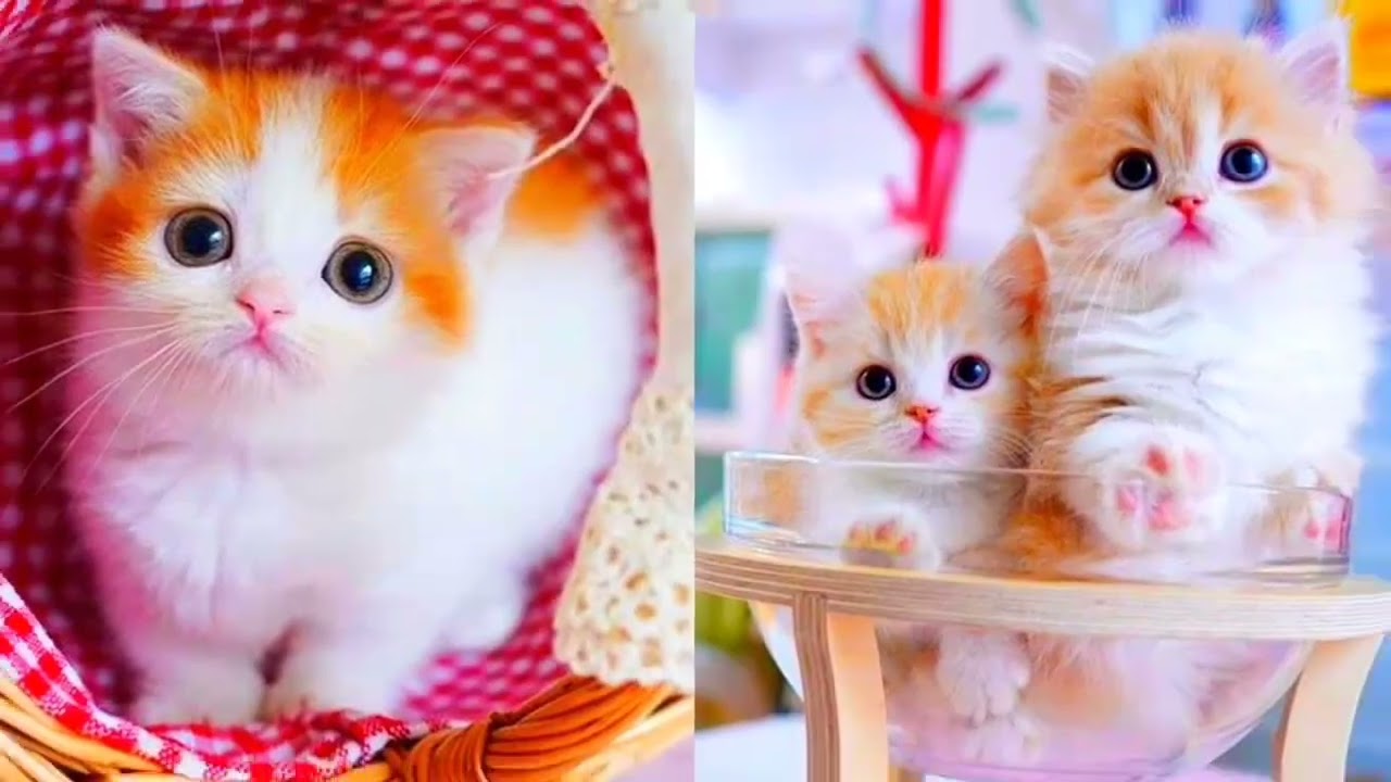 Meow Meow cat Song | Cat Song | 3D Hindi Rhymes For Children | Meon ...