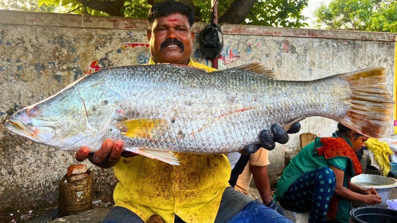 KASIMEDU 🔥 CHEETAH DURAI | BIG KODUVA FISH CUTTING VIDEO | FF CUTTING 🔪 ...