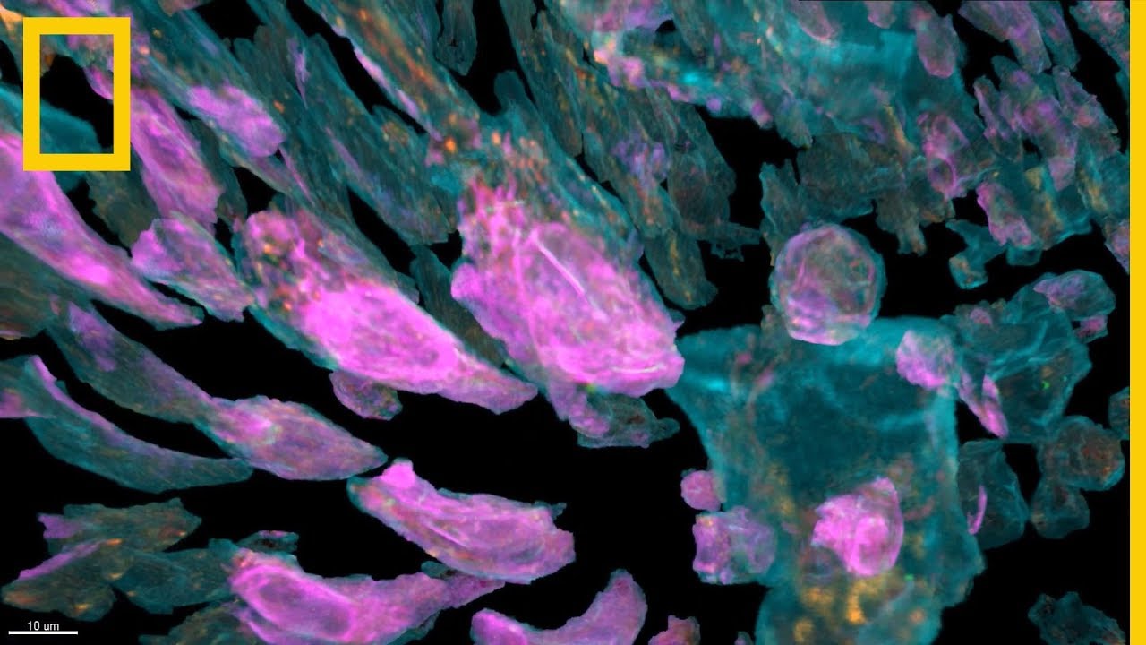 Explora el mundo celular con estas imágenes microscópicas | National ...