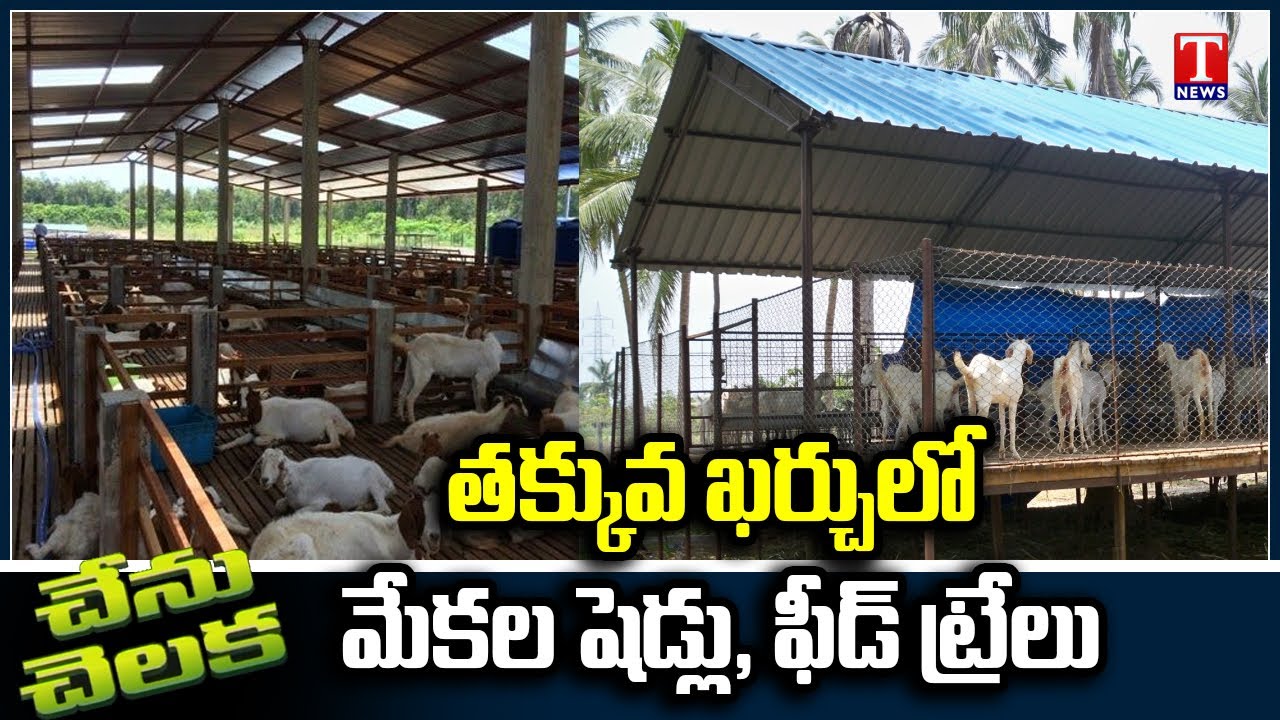 Vijay Farms, loafing shed for Goats | Daily nutrition Process | Chenu ...