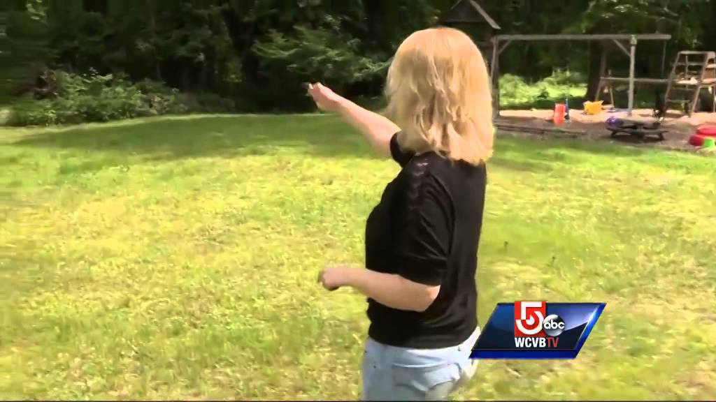 Bobcat spotted in Sharon neighborhood - YouTube