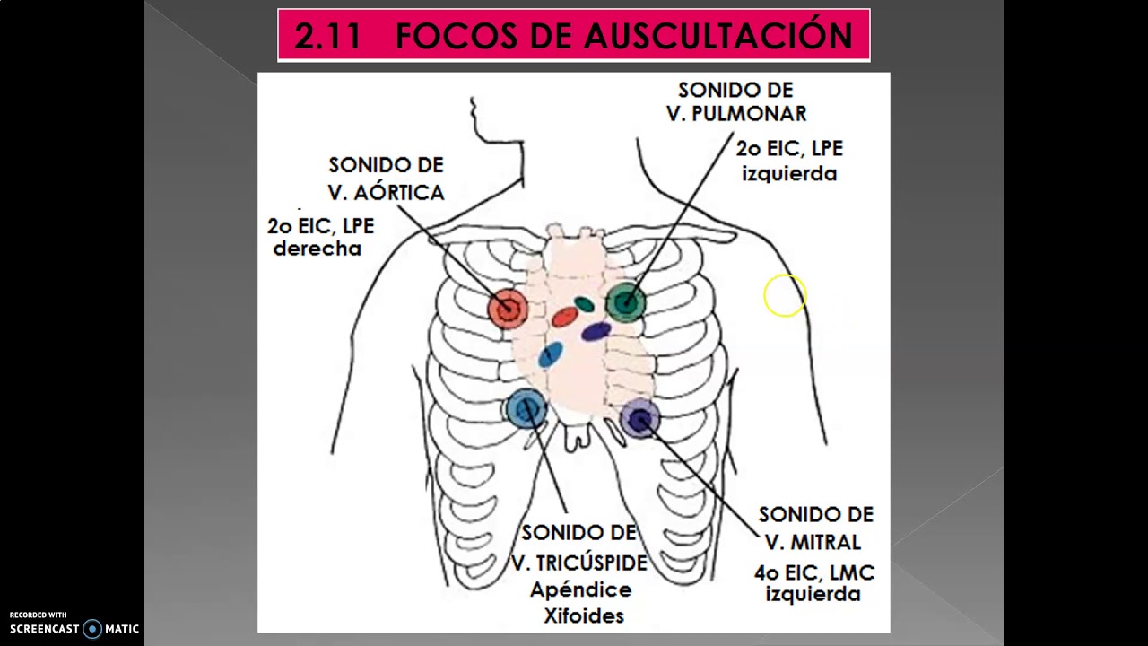 Ciclo y ruidos cardíacos - YouTube