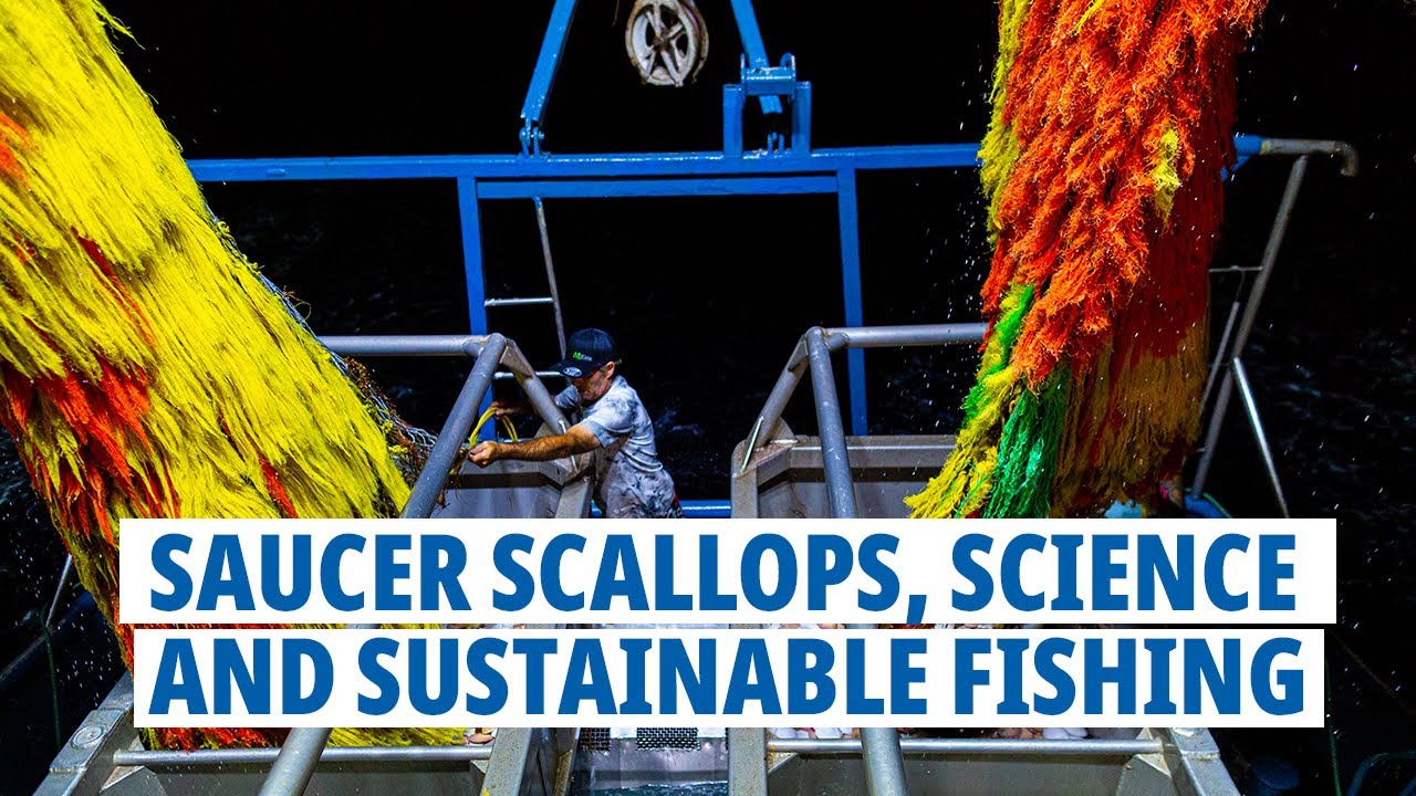 Saucer scallops, science and sustainable fishing in Western Australia ...