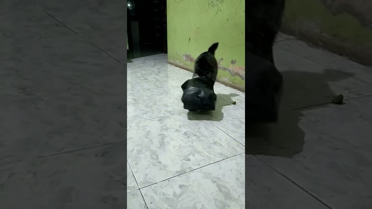 kucing sangar mainan keresek di kepala - YouTube