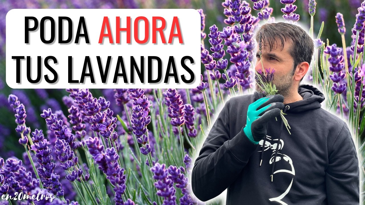GUÍA PARA PODAR LAVANDAS: poda y mantenimiento de lavanda en invierno y ...