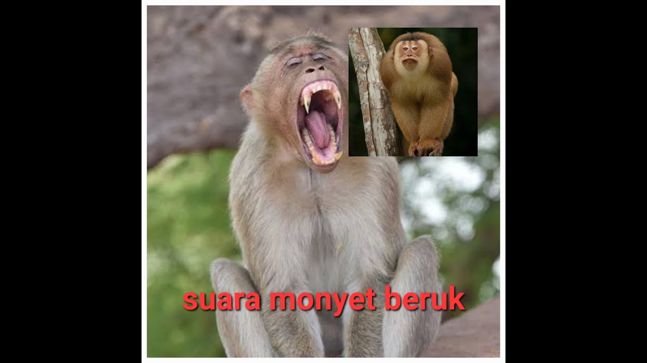 Suara monyet dan beruk lucu sekali - YouTube