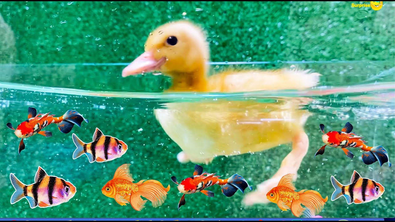 Amazing catch Colorful surprise eggs, crayfish, koi, angelfish, betta ...