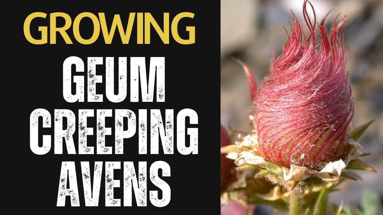 How to Grow a Geum Creeping Avens Plant: A Gardener's Guide - YouTube