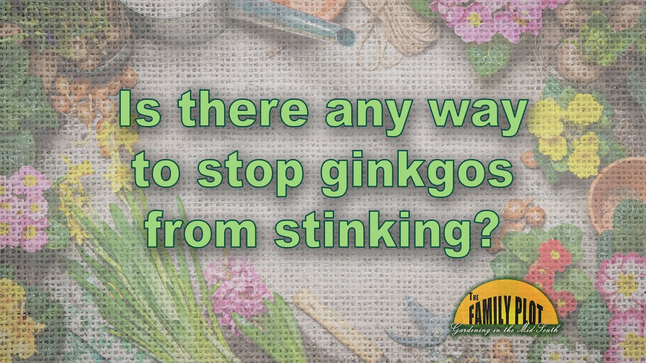 Is there any way to stop ginkgos from stinking? - YouTube
