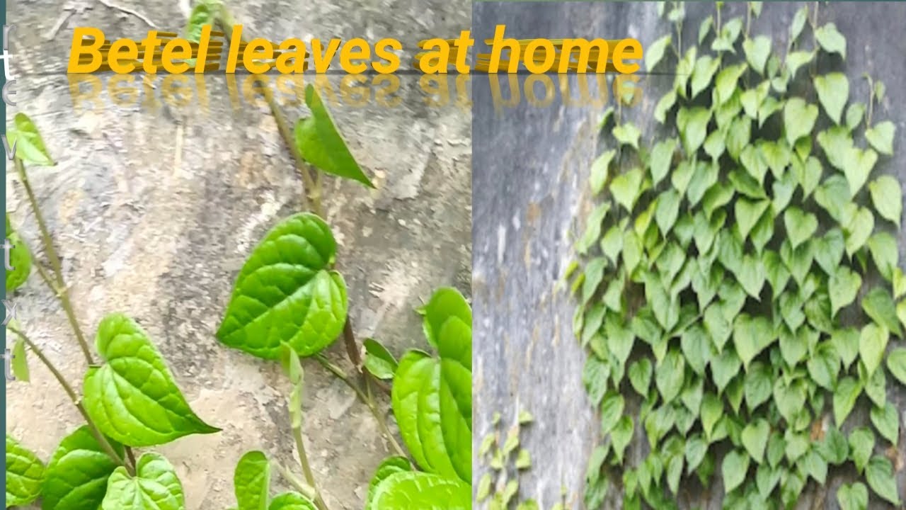 Betel creeper at my home - YouTube