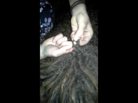 How To Start Cording A Poodle