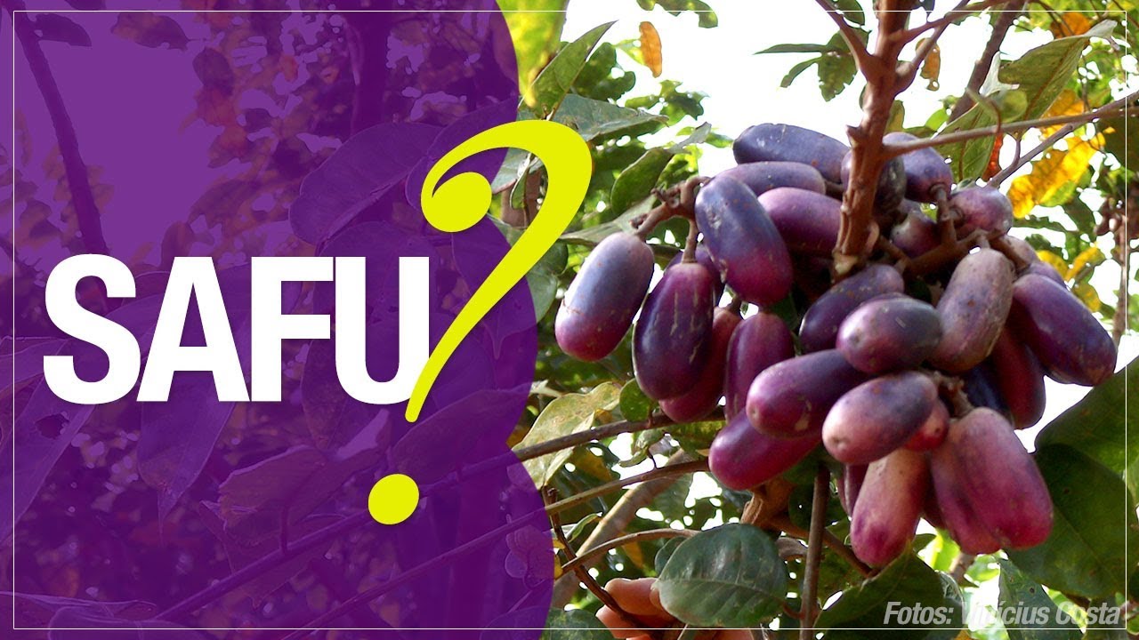 Safu ou Safou: fruta exótica e planta medicinal - YouTube