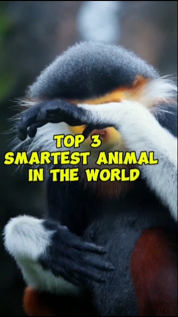 Top 3 smartest animal in the world #facts #wildlife #nature #shorts # ...