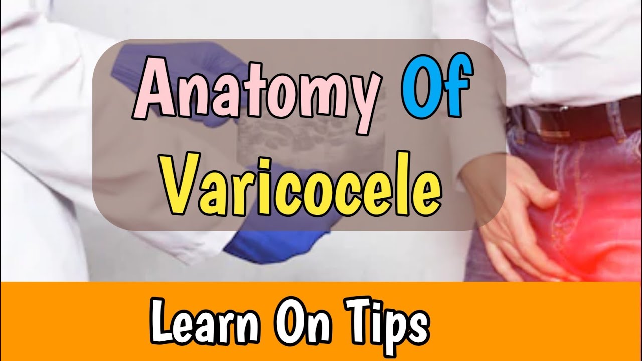 Varicocele Anatomy - YouTube