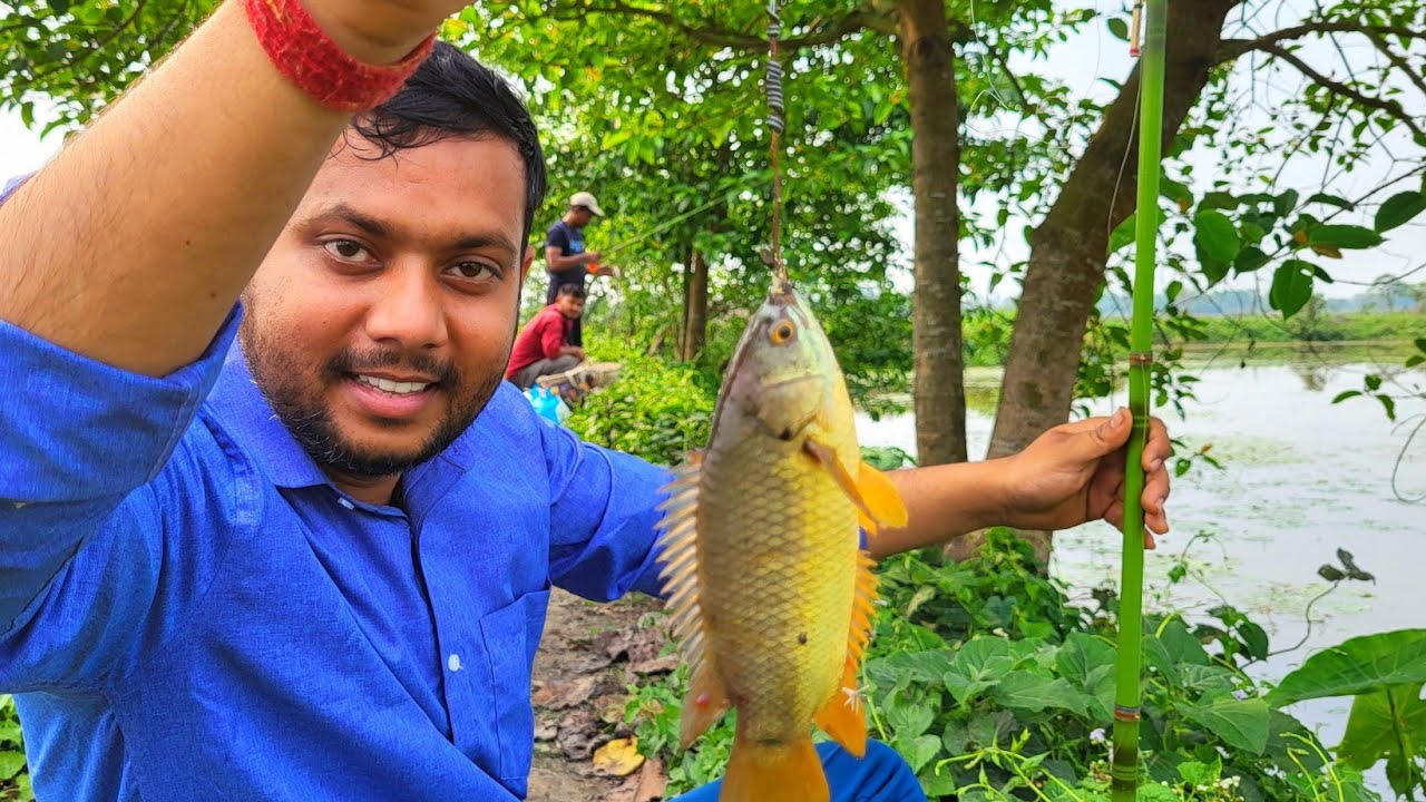 কই মাছের এমন সাইজ দেখলে মন ভরে যাবে || koi Fish Catching Video ...