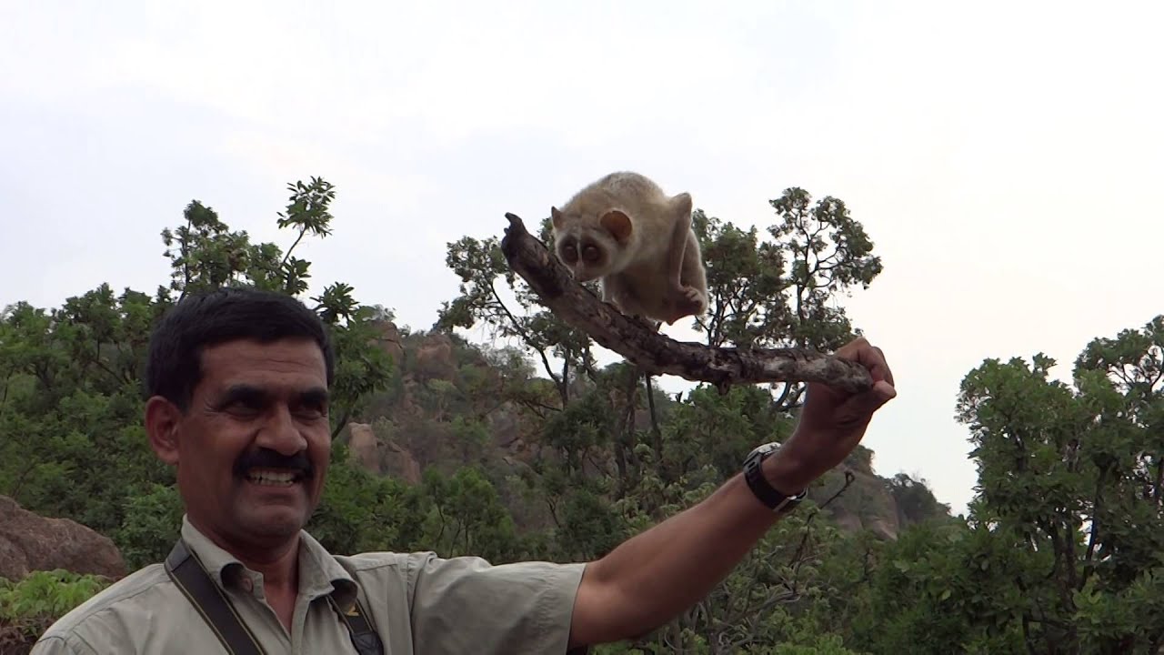 00003 3 Release of Slender Loris, Devarayana Durga State Forest, Tumkur ...