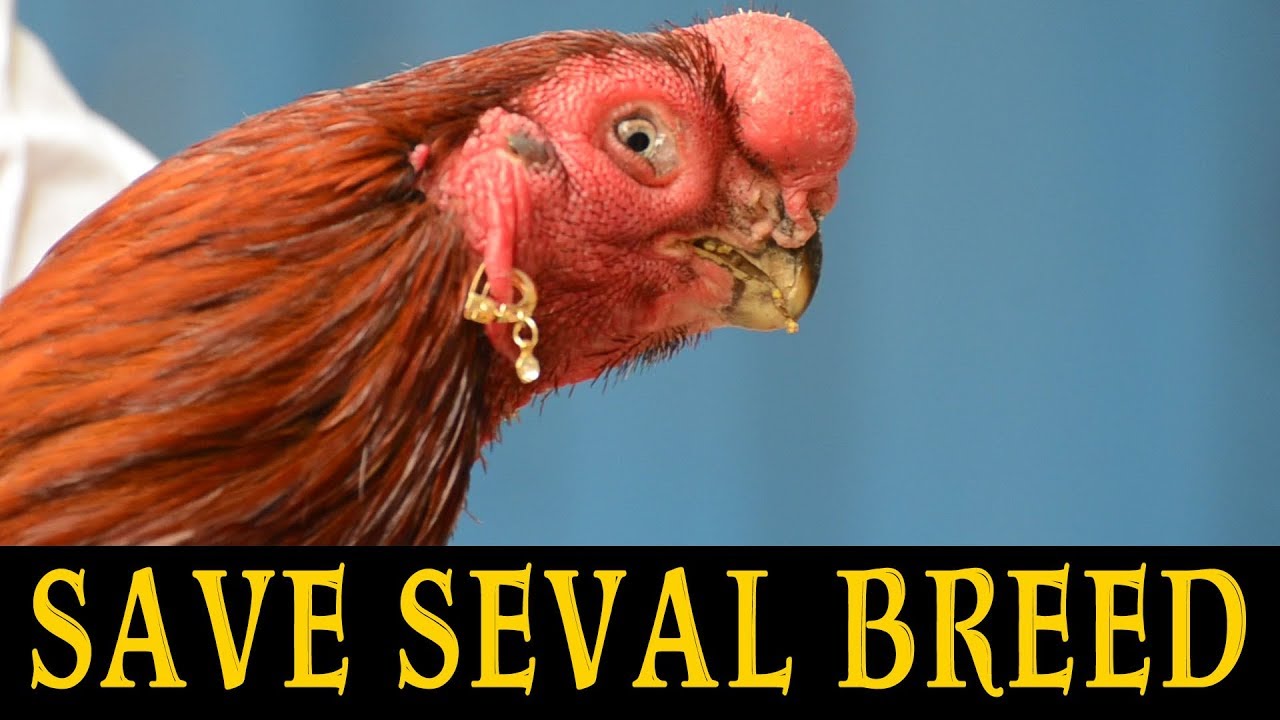 Seval Sanda tamilnadu | Reason behind Rooster fight ban - YouTube