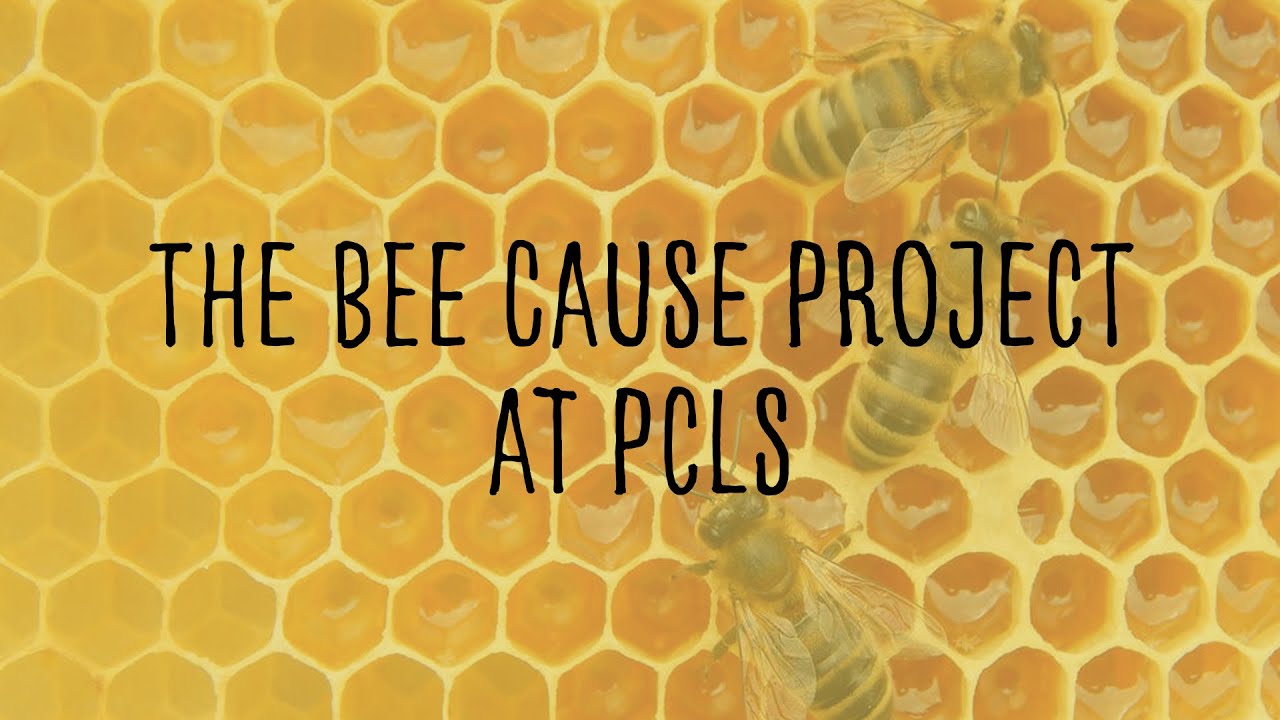 The Bee Cause Project at PCLS - YouTube