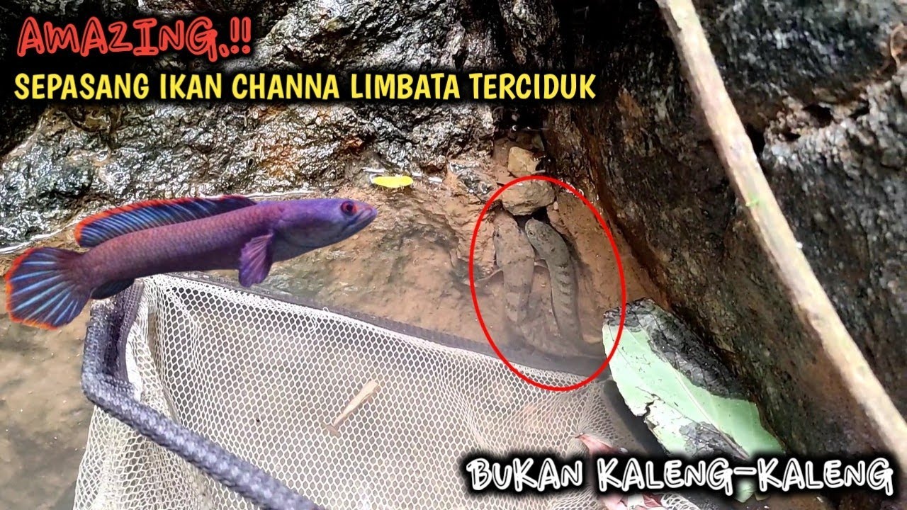 Menakjubkan.! Menangkap Ikan Gabus Hias Channa Limbata / Kotes Di ...